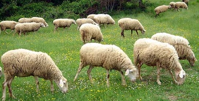 SFILATE NELLA GALLERIA VITTORIO EMANUELE E UN BRANCO DI PECORE IN DUOMO ...